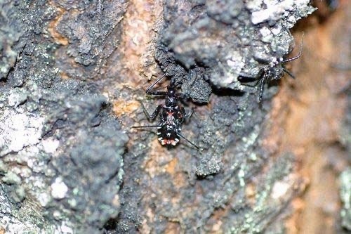 Japanese Assassin Bug from 溝沼, 朝霞市, 埼玉県, JP on July 7, 2023 at 03:17 PM ...