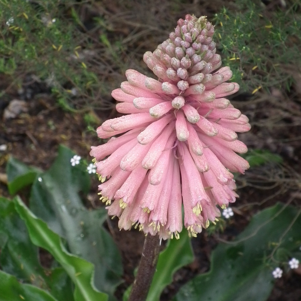 Forest Lily from Garden Route Botanical Garden on July 6, 2023 at 10:22 ...
