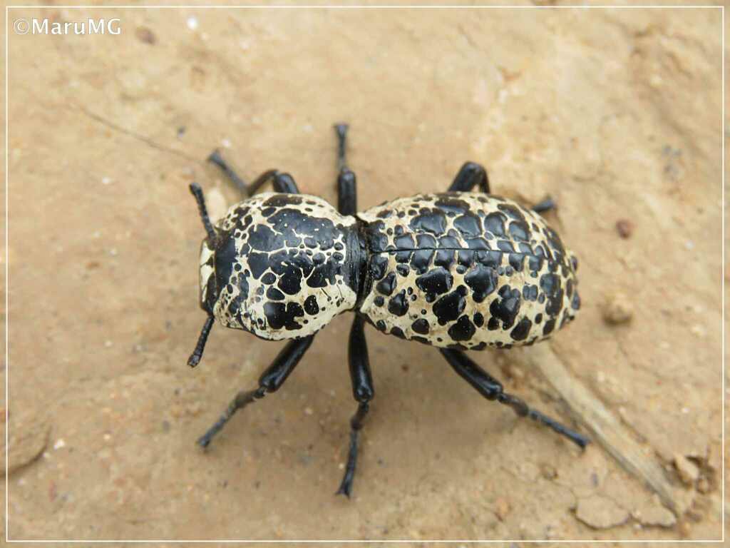 Zopherus nodulosus nodulosus from Xichú, Gto., México on May 13, 2023 ...