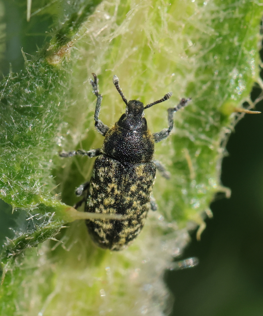 Nodding Thistle Receptacle Weevil from Oudalle, France on July 6, 2023 ...