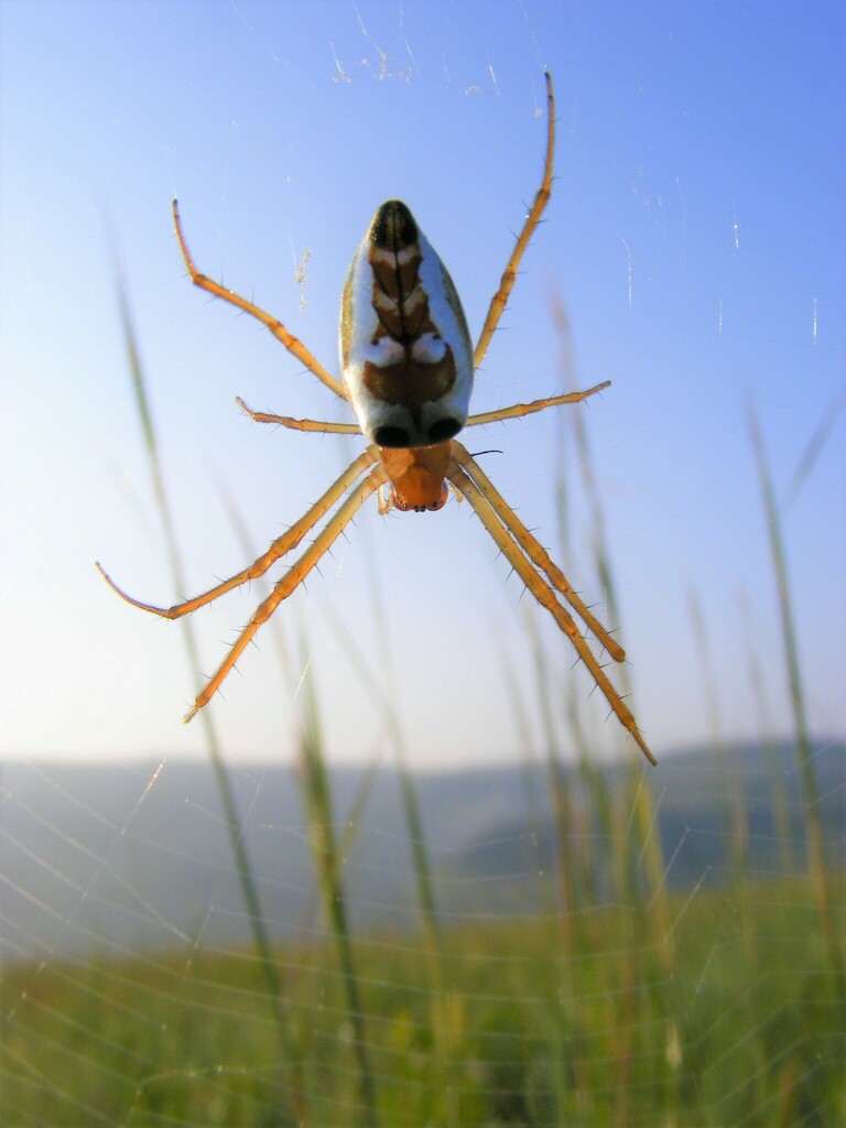 Masked Vlei Spider from Komati Gorge, Nkangala District Municipality ...