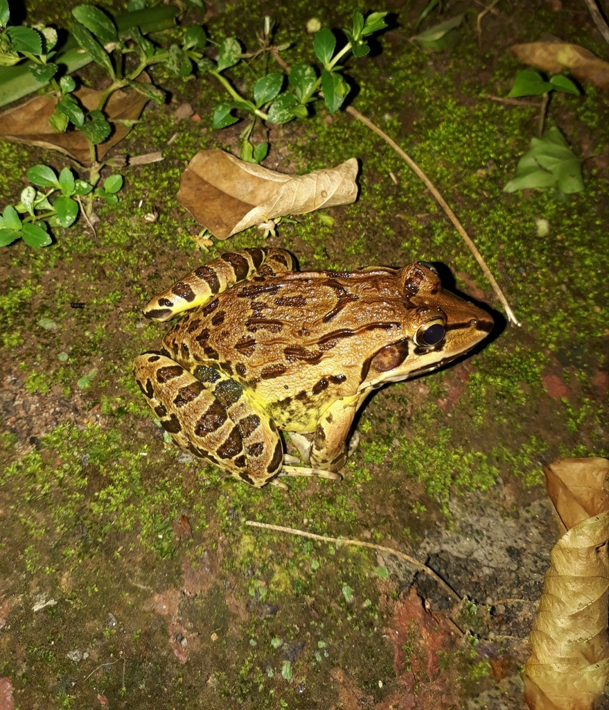 Indus Valley Bullfrog in October 2017 by Deepika · iNaturalist