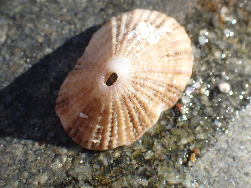 Diodora lineata from Emerald Beach NSW 2456, Australia on July 7, 2023 ...