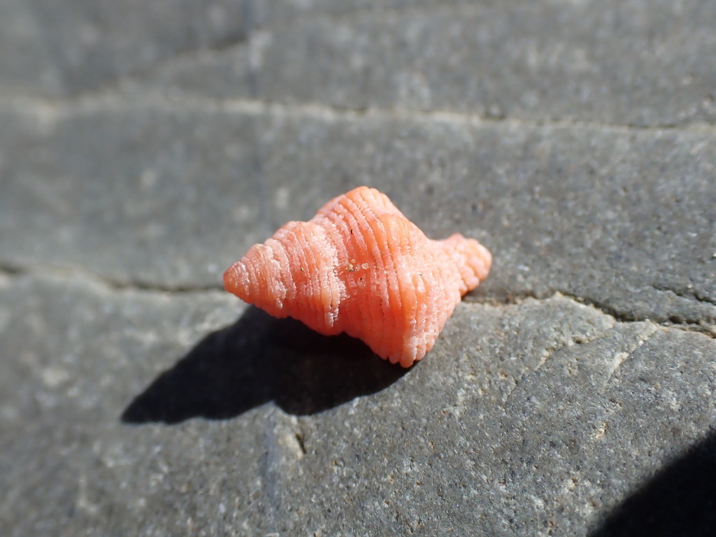 Mipus arbutum from Emerald Beach NSW 2456, Australia on July 7, 2023 at ...