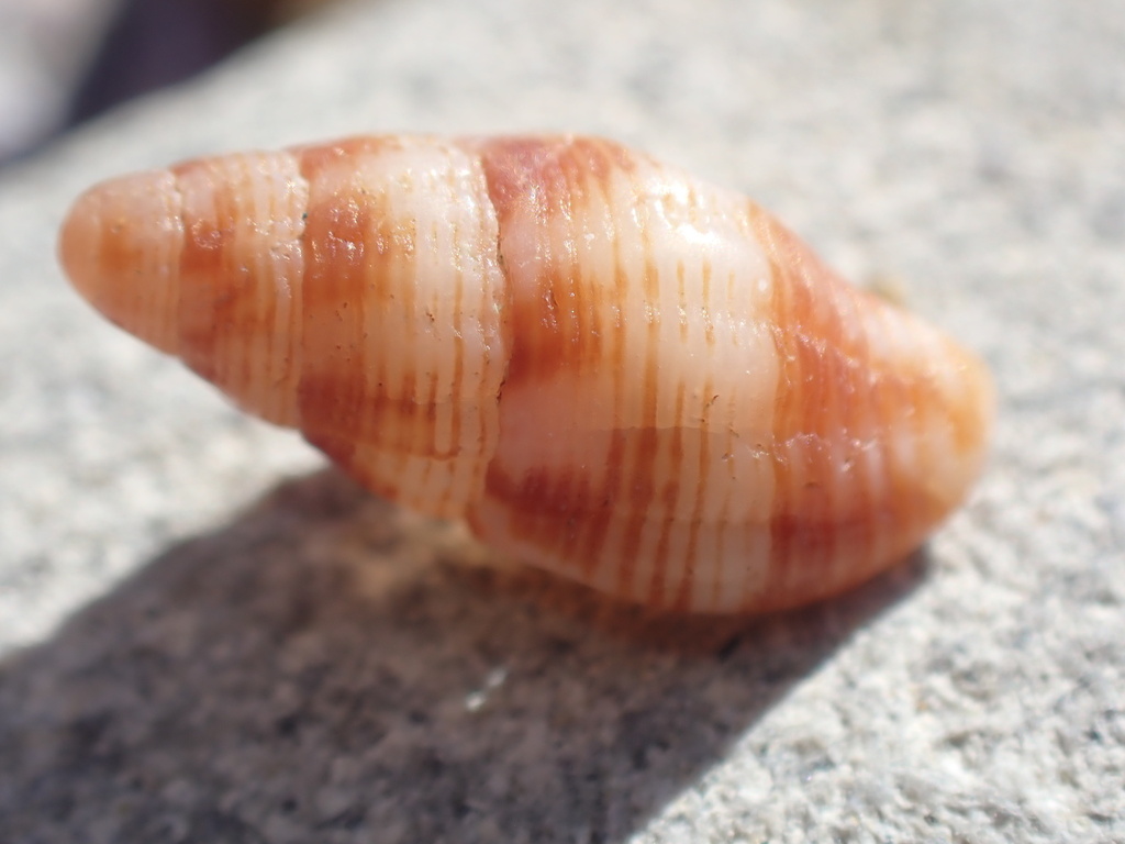 Engina australis from Emerald Beach NSW 2456, Australia on July 7, 2023 ...