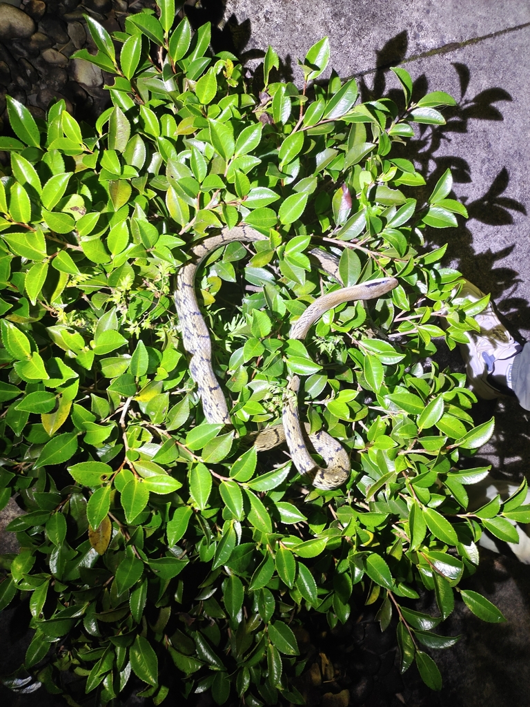 Chinese Beauty Snake from Yichun, CN-JX, CN on July 7, 2023 at 12:00 AM ...