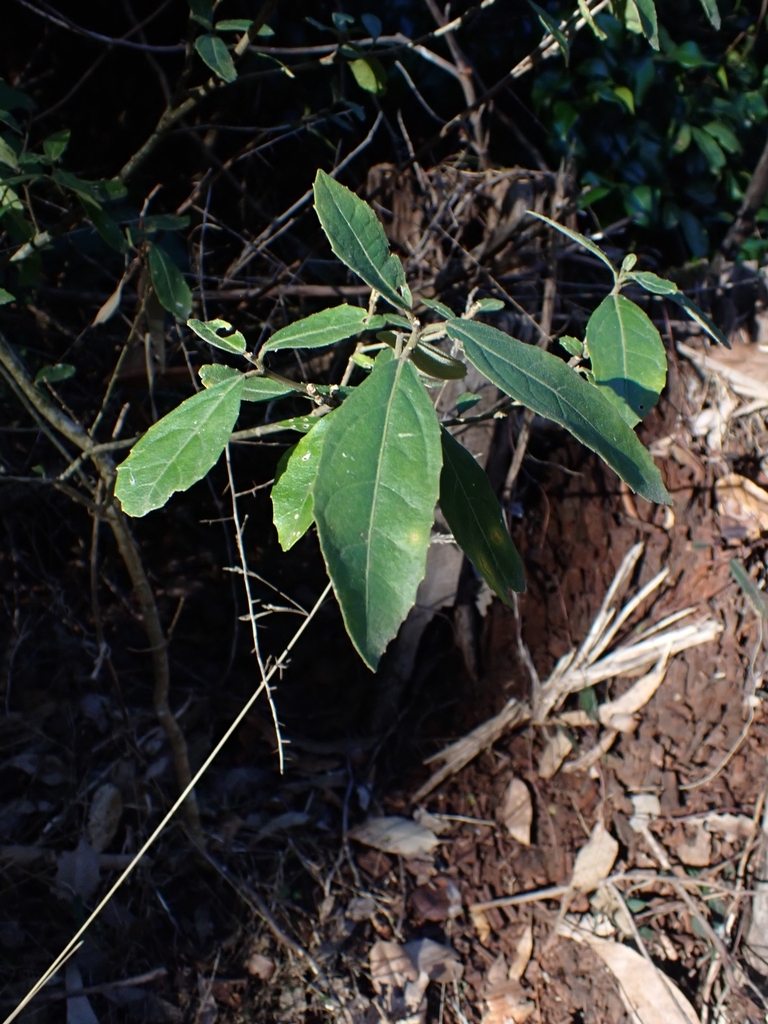 Claoxylon australe from Kianga NSW 2546, Australia on July 7, 2023 at 11:30 AM by Sharon Pearson ...