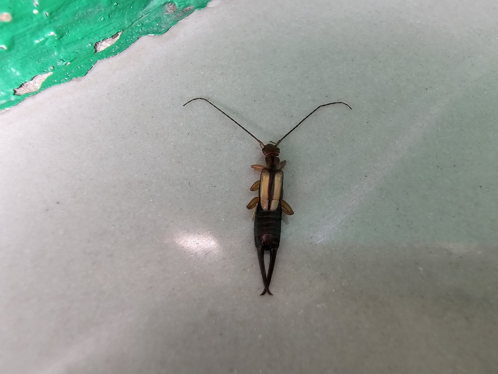 Proreus simulans from คลองยาง อำเภอคลองขลุง กำแพงเพชร 62120 ประเทศไทย ...