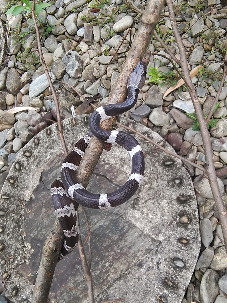 Formosa Wolf Snake from Yichun, CN-JX, CN on July 4, 2023 at 06:06 PM ...