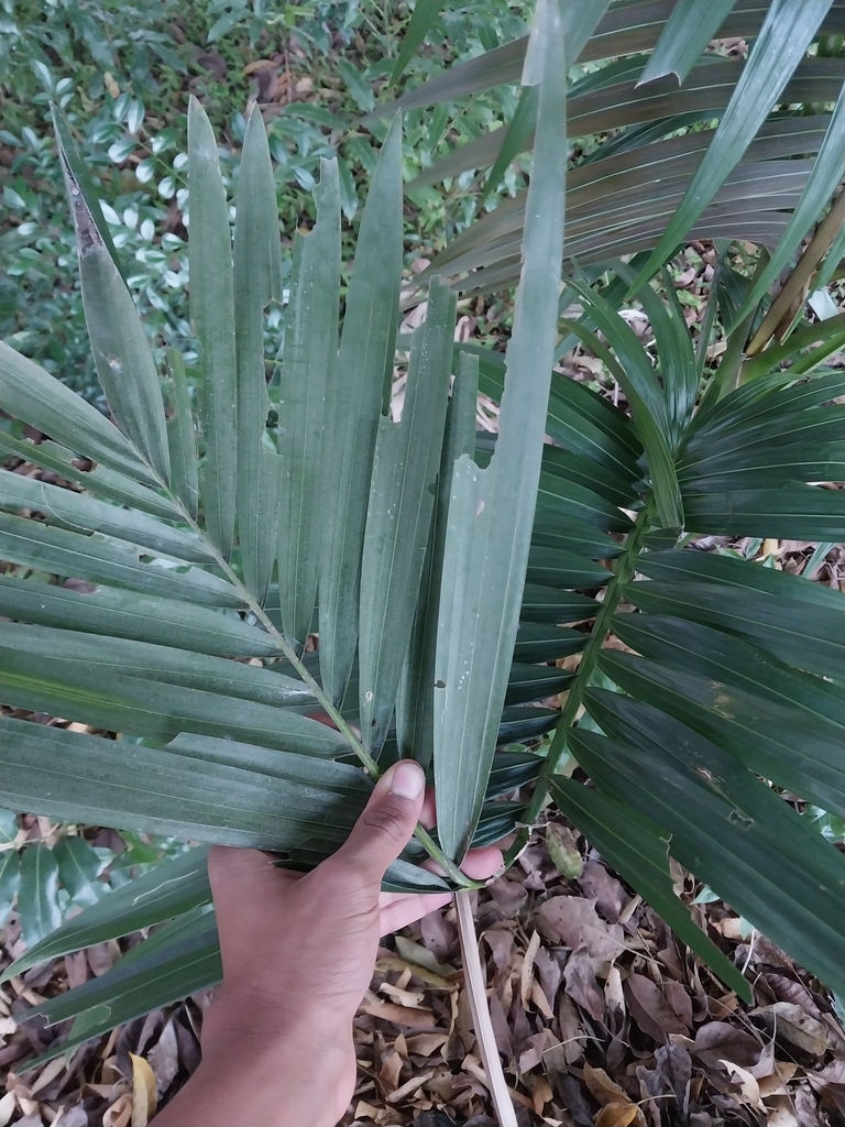 Alexandra Palm from Bardon QLD 4065, Australia on July 7, 2023 at 04:29 ...