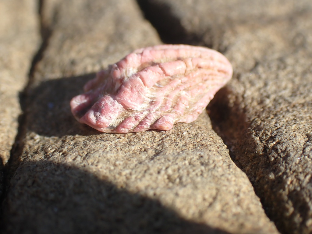 Large-ribbed Cardita from Emerald Beach NSW 2456, Australia on July 7 ...