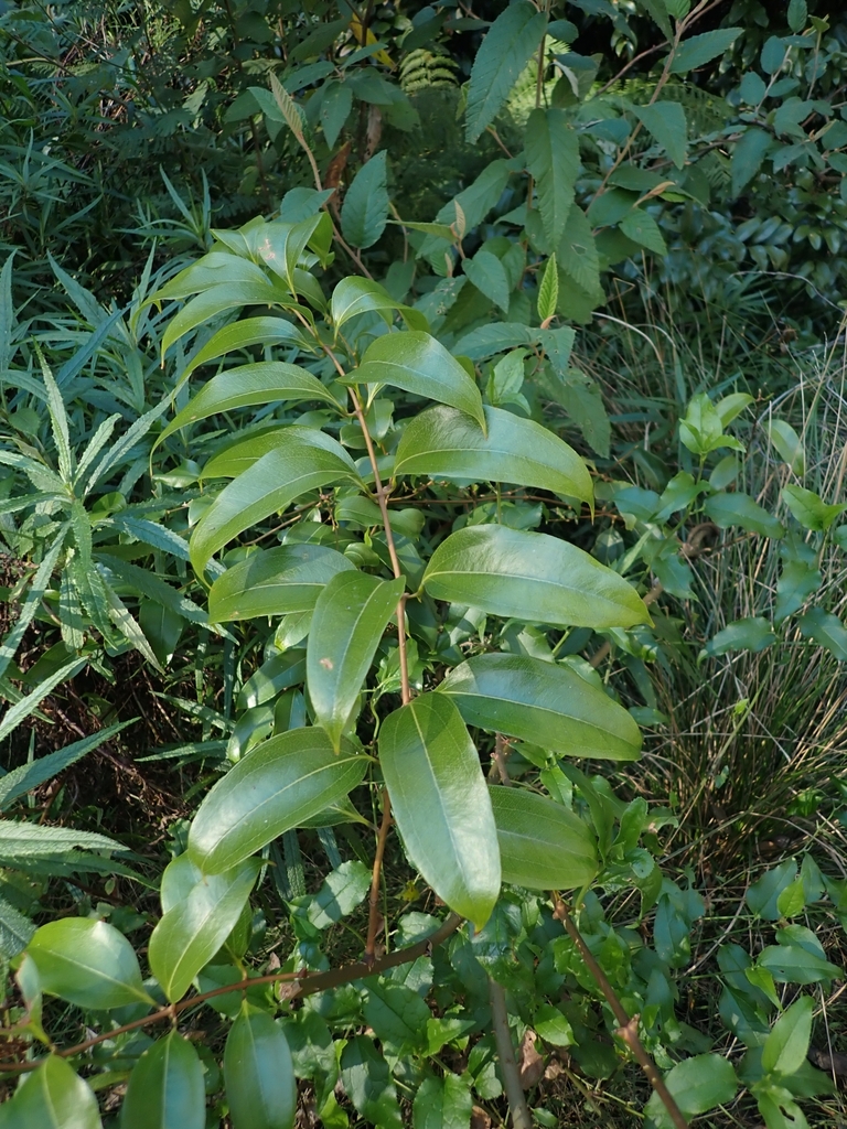 White Supplejack (Logan RE 12.11.1 Flora) · iNaturalist