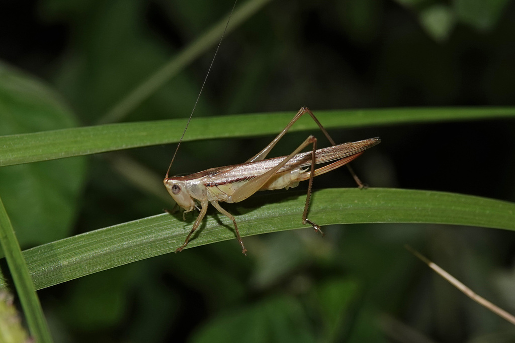 Greenish Meadow Katydid from Broome WA, Australia on May 4, 2023 at 09: ...