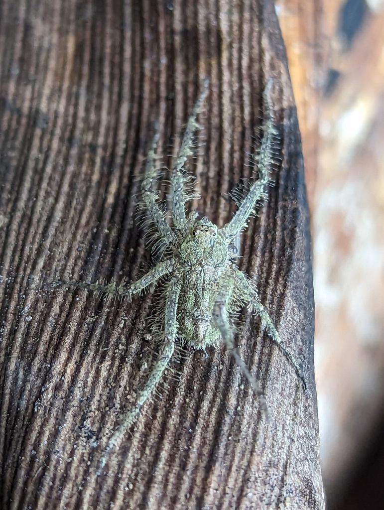Australian Lichen Spider in July 2023 by RattyExplores · iNaturalist