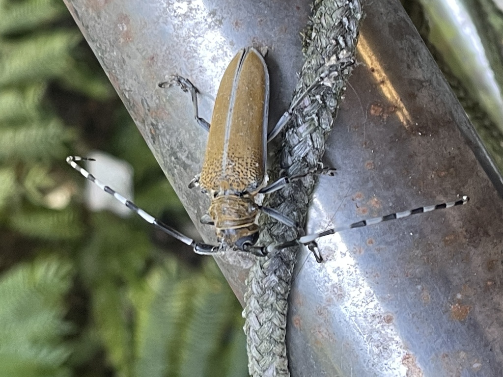 Apriona rugicollis from 臺灣島, 新店區, NWT, TW on July 6, 2023 at 09:17 AM ...