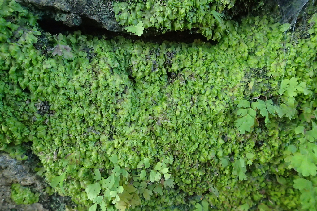 Monoclea gottschei from Otoya, San José Province, San José, 10101 ...