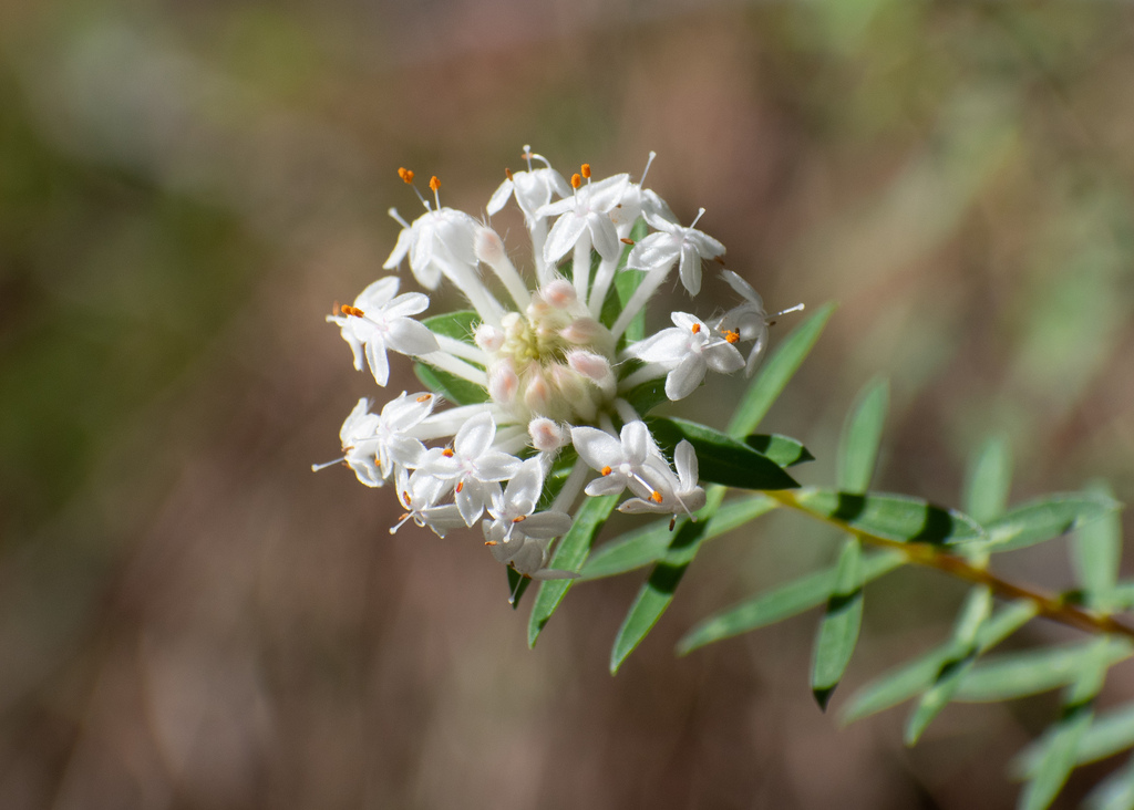 Queen of the Bush from 22C3+MG Yeramba Lagoon loop track, Picnic Point ...