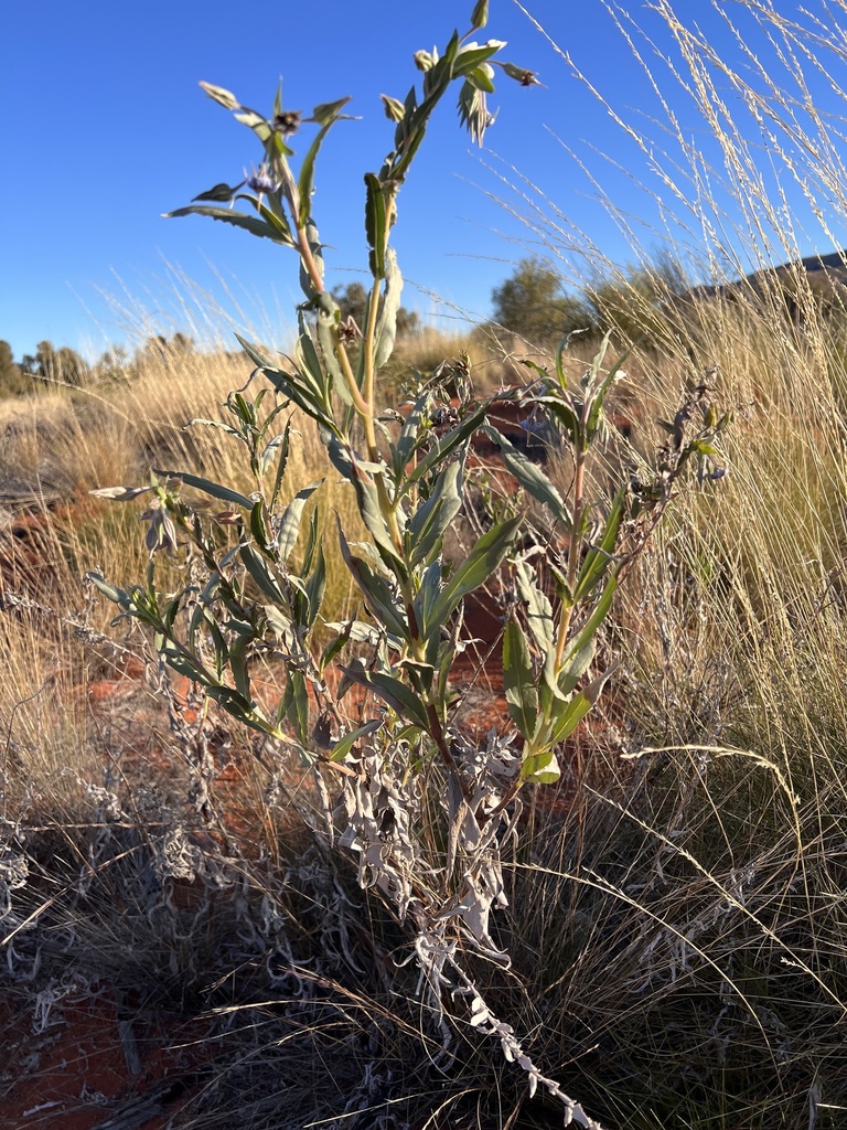 camel bush from Katiti Petermann, Kaltukatjara, NT, AU on July 4, 2023 ...