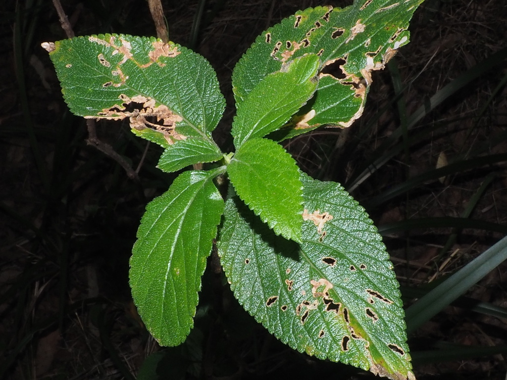 common lantana from Valla NSW 2448, Australia on July 7, 2023 at 02:34 PM by Nathanael Green ...