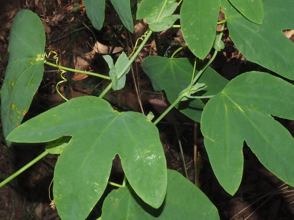 white passionflower from Valla NSW 2448, Australia on July 7, 2023 at 02:34 PM by Nathanael ...