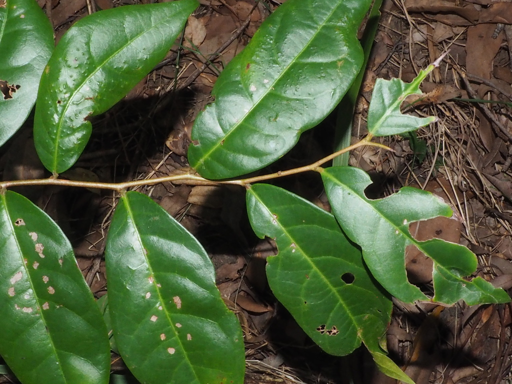 Cheese Tree from Valla NSW 2448, Australia on July 7, 2023 at 02:34 PM ...