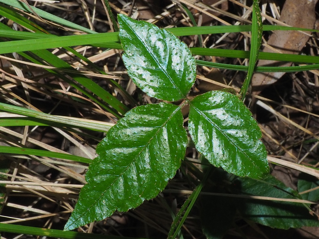 climbing panax from Valla NSW 2448, Australia on July 7, 2023 at 02:35 ...
