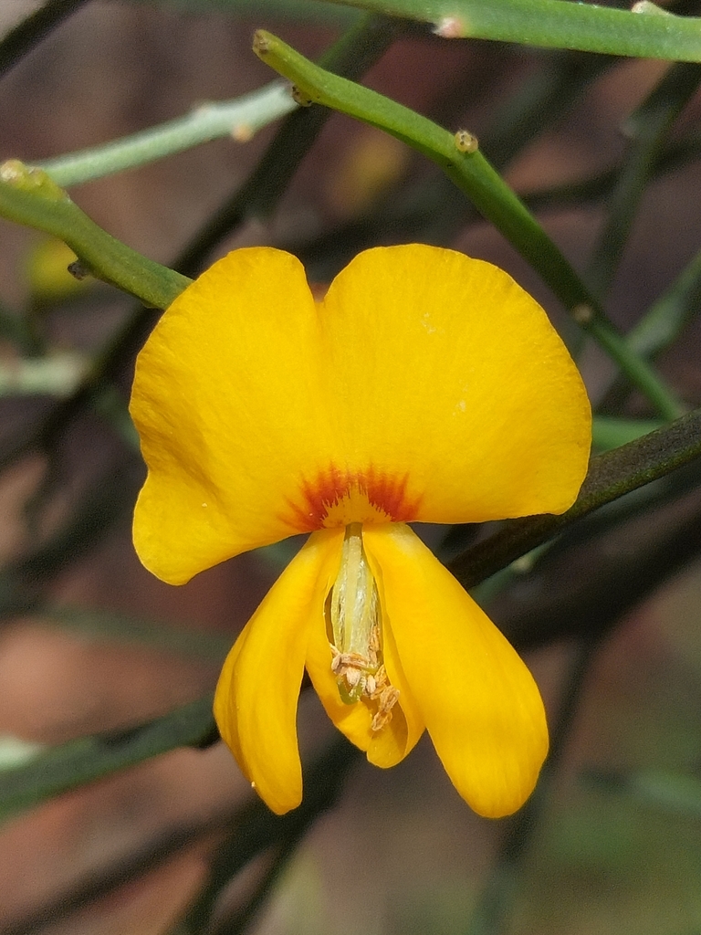 (Jacksonia) - Botanical Realm