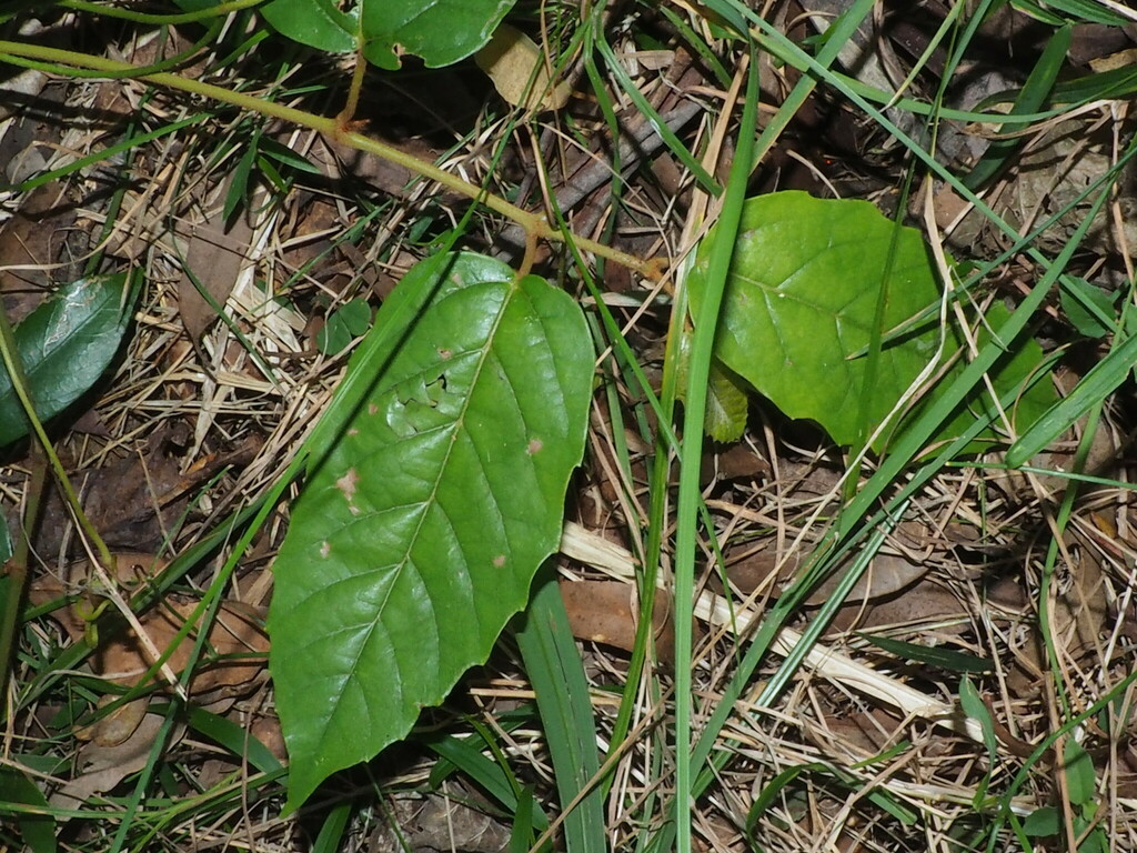 Kangaroo Vine from Valla NSW 2448, Australia on July 7, 2023 at 02:39 PM by Nathanael Green ...