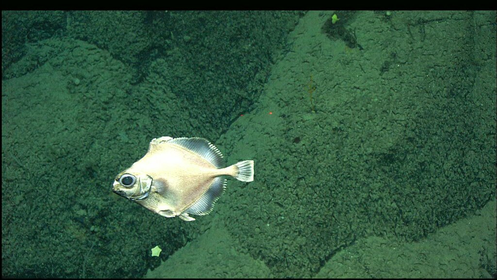 False Boarfish (Neocyttus helgae) - Marine Life Identification