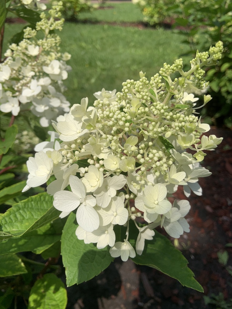 Panicle Hydrangea from Парк Перемога - Київ, Київ, Київ, UA on July 7 ...