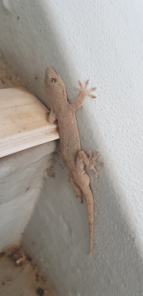 Japanese Giant Gecko from Koga City on June 26, 2023 at 07:05 PM by hk ...