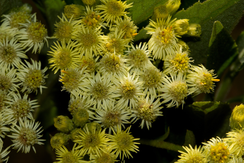 Microglossa pyrrhopappa from Nyika National Park, Chitipa, Malawi on ...
