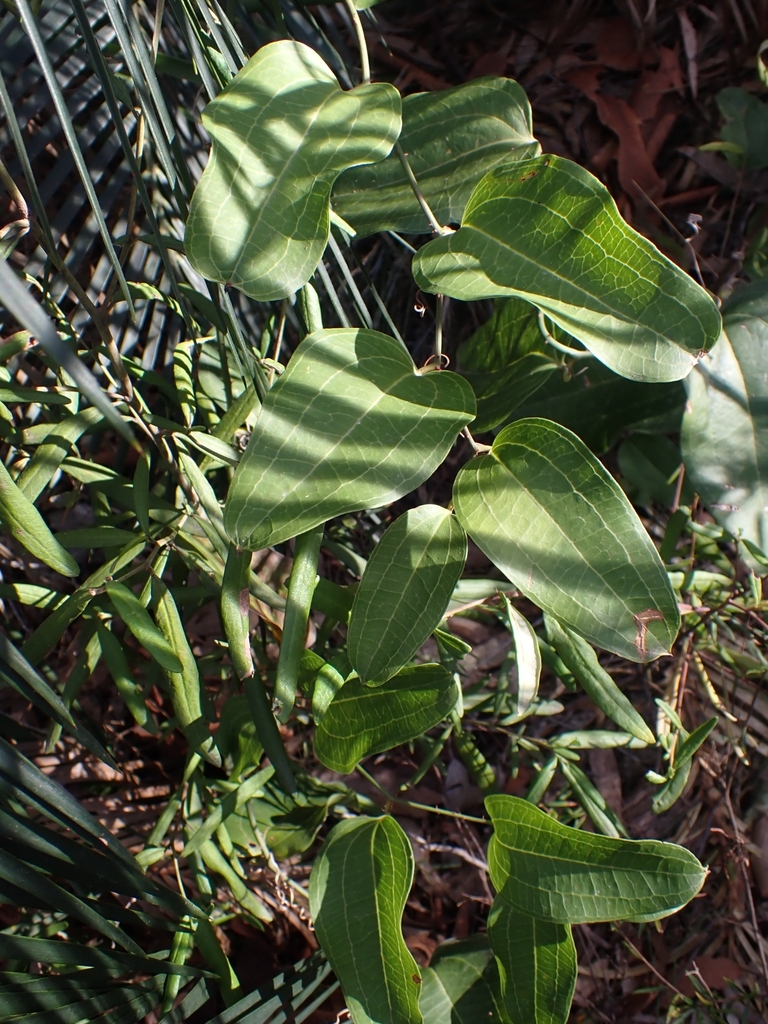 Austral Sarsaparilla from Kianga NSW 2546, Australia on July 7, 2023 at 12:44 PM by Sharon ...