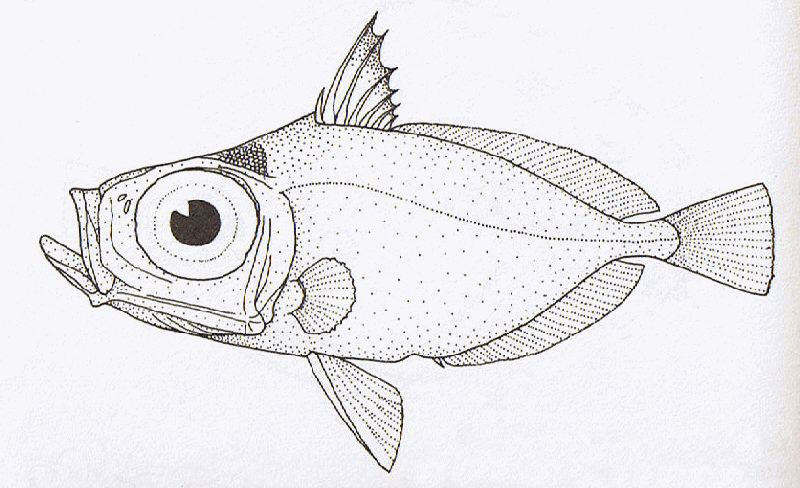 elongate dory (Zenion leptolepis) - Marine Life Identification