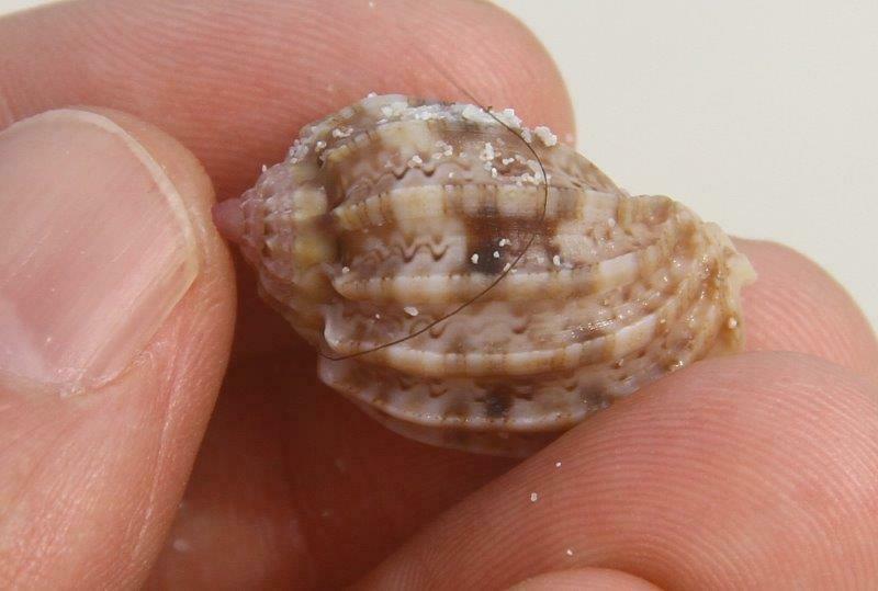 minor harp from Diego Garcia, BBND 1ZZ, British Indian Ocean Territory ...