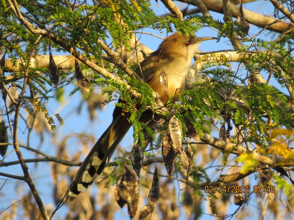 Great Lizard-Cuckoo from Cuba on February 14, 2022 by Cindie T. Dillard ...
