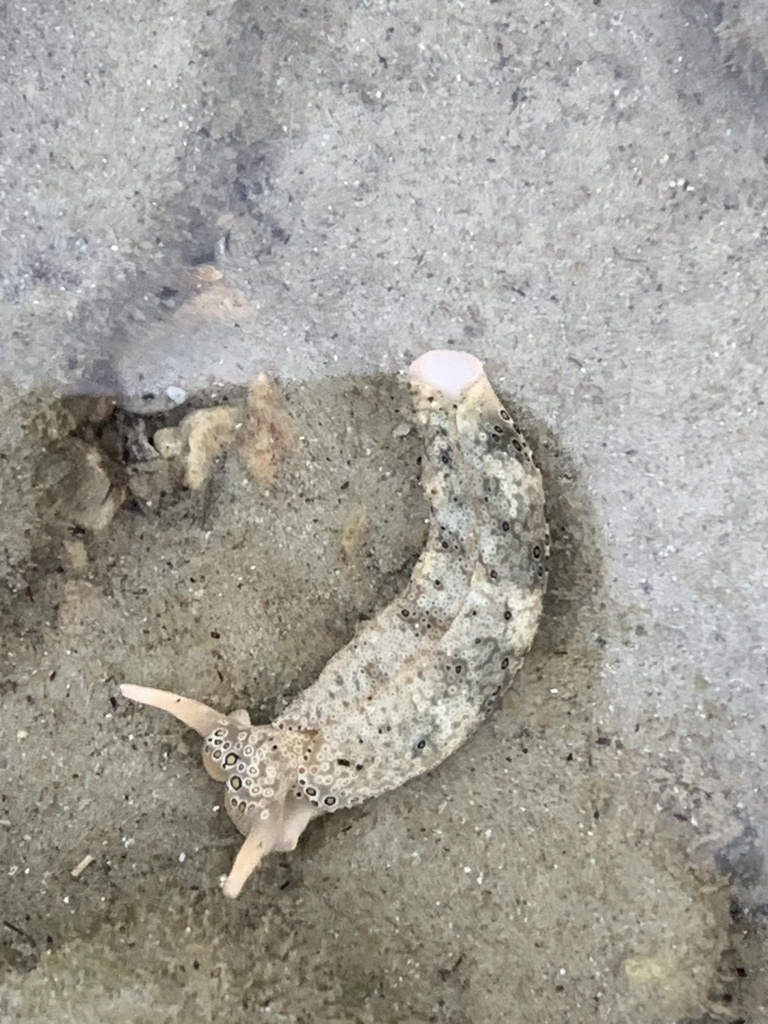 Ringed Sap-sucking Slug from South Pacific Ocean, Cape Tribulation, QLD ...
