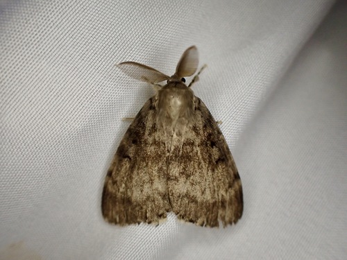 Asian Spongy Moth (Subspecies Lymantria dispar asiatica) · iNaturalist