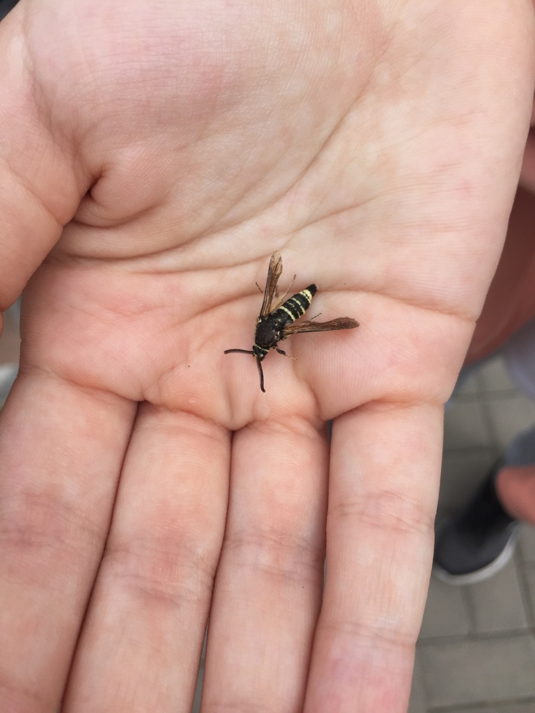 Dusky Clearwing Moth from 4C48+HFJ, Астана 020000, Казахстан on June 26 ...