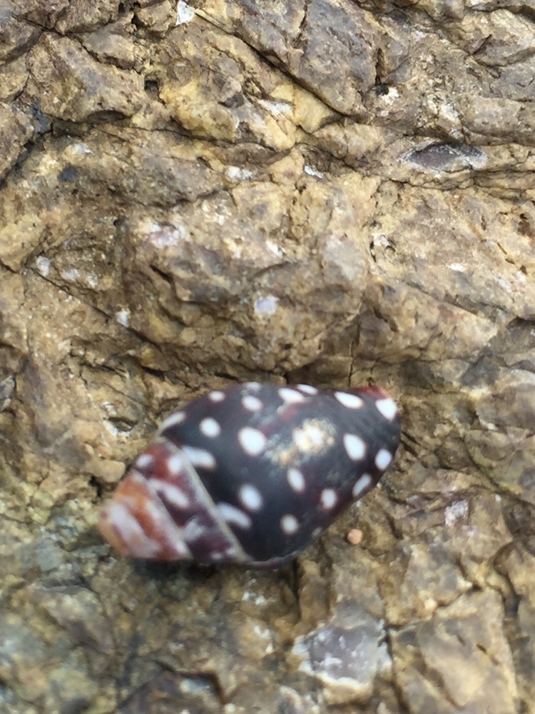 Lightning Dove Shell from Cow Bay, Cow Bay, QLD, AU on July 07, 2023 at ...