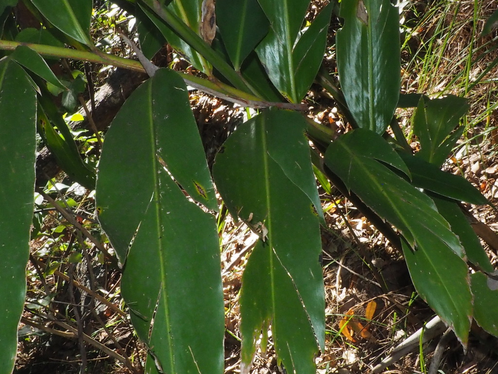 Native Ginger from Valla NSW 2448, Australia on July 7, 2023 at 02:55 ...