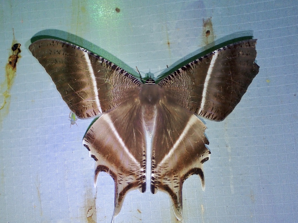Tropical Swallowtail Moth from Pahang #1, Malaysia on April 16, 2023 at ...