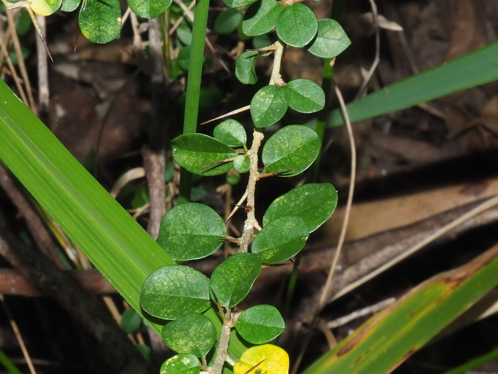 Cockspur Thorn from Valla NSW 2448, Australia on July 7, 2023 at 02:58 PM by Nathanael Green ...