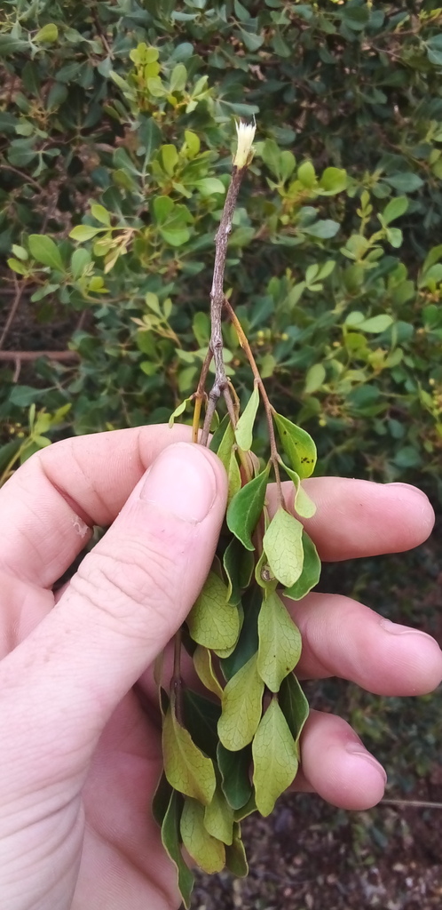 Gwarrie from Brandwacht Game Reserve, South Africa on July 4, 2023 at ...