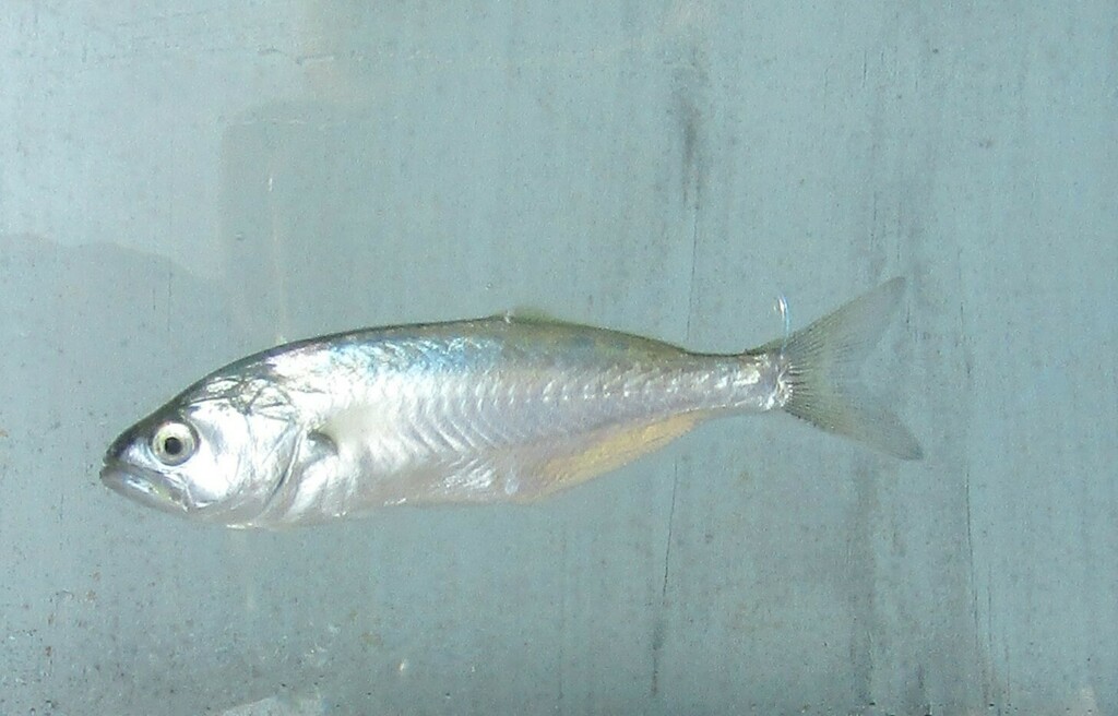 Bluefish from Newport County, RI, USA on July 5, 2023 at 02:59 PM by ...