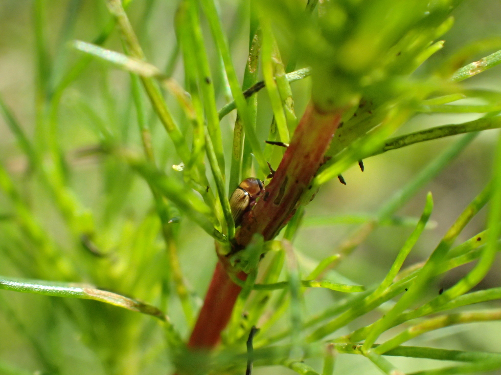 yellow pot beetle in July 2023 by renshuchu · iNaturalist