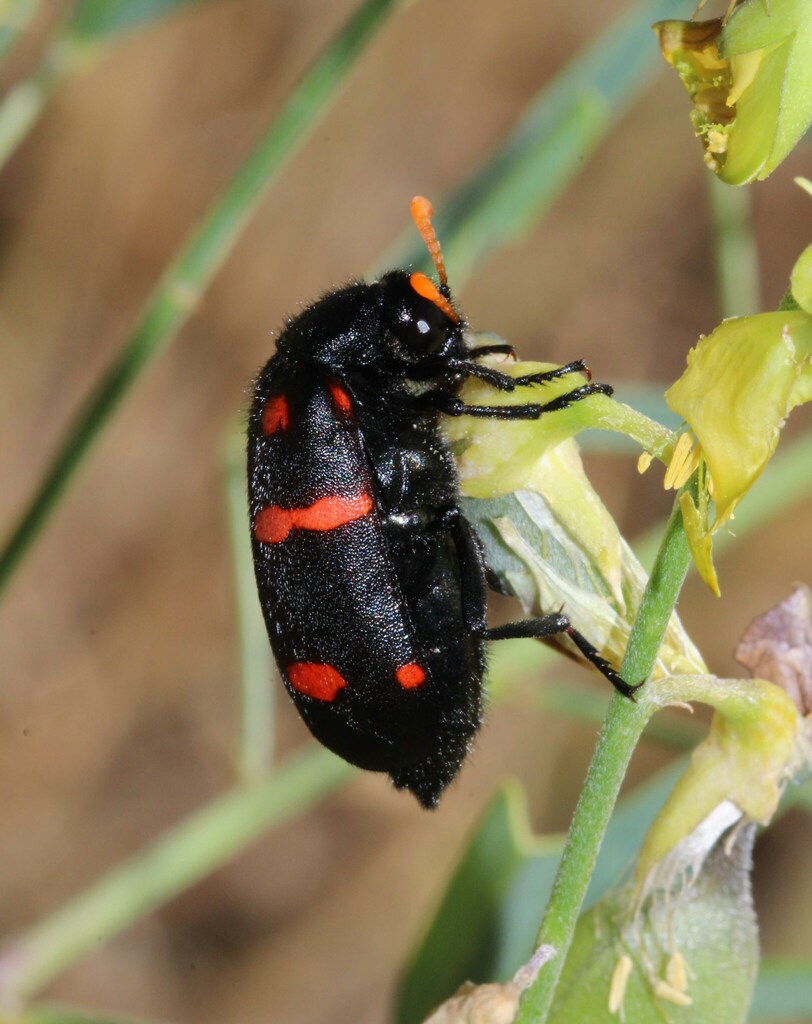 Hycleus hybridus from Otjozondjupa, Namibia on March 31, 2023 by little ...