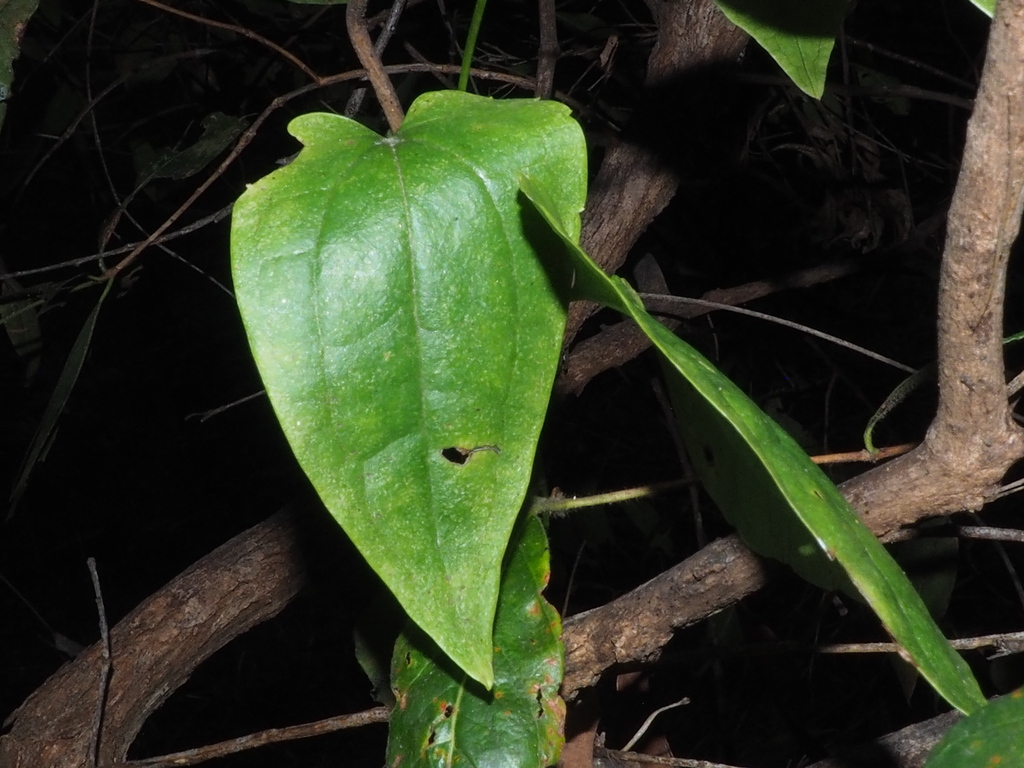 Common Yam Vine from Valla NSW 2448, Australia on July 7, 2023 at 03:20 PM by Nathanael Green ...
