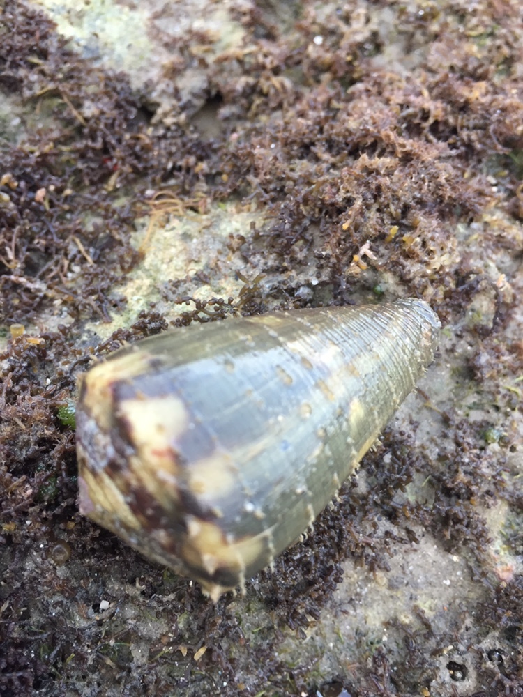Rat Cone from South Pacific Ocean, Cape Tribulation, QLD, AU on July 7 ...