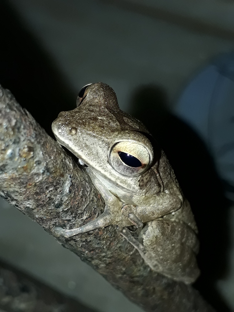 Western Tree Frog from Mayyil on January 26, 2018 at 07:45 PM by ...